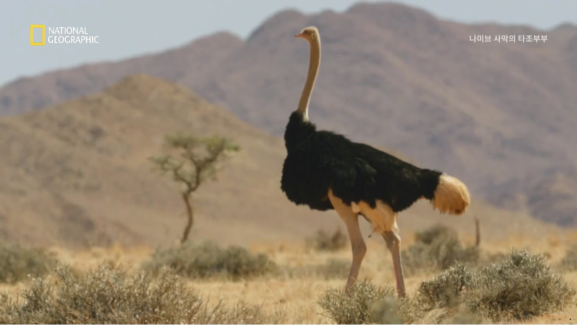 내셔널지오그래픽, 나미므 사막의 타조부부 저장 - 파일썬