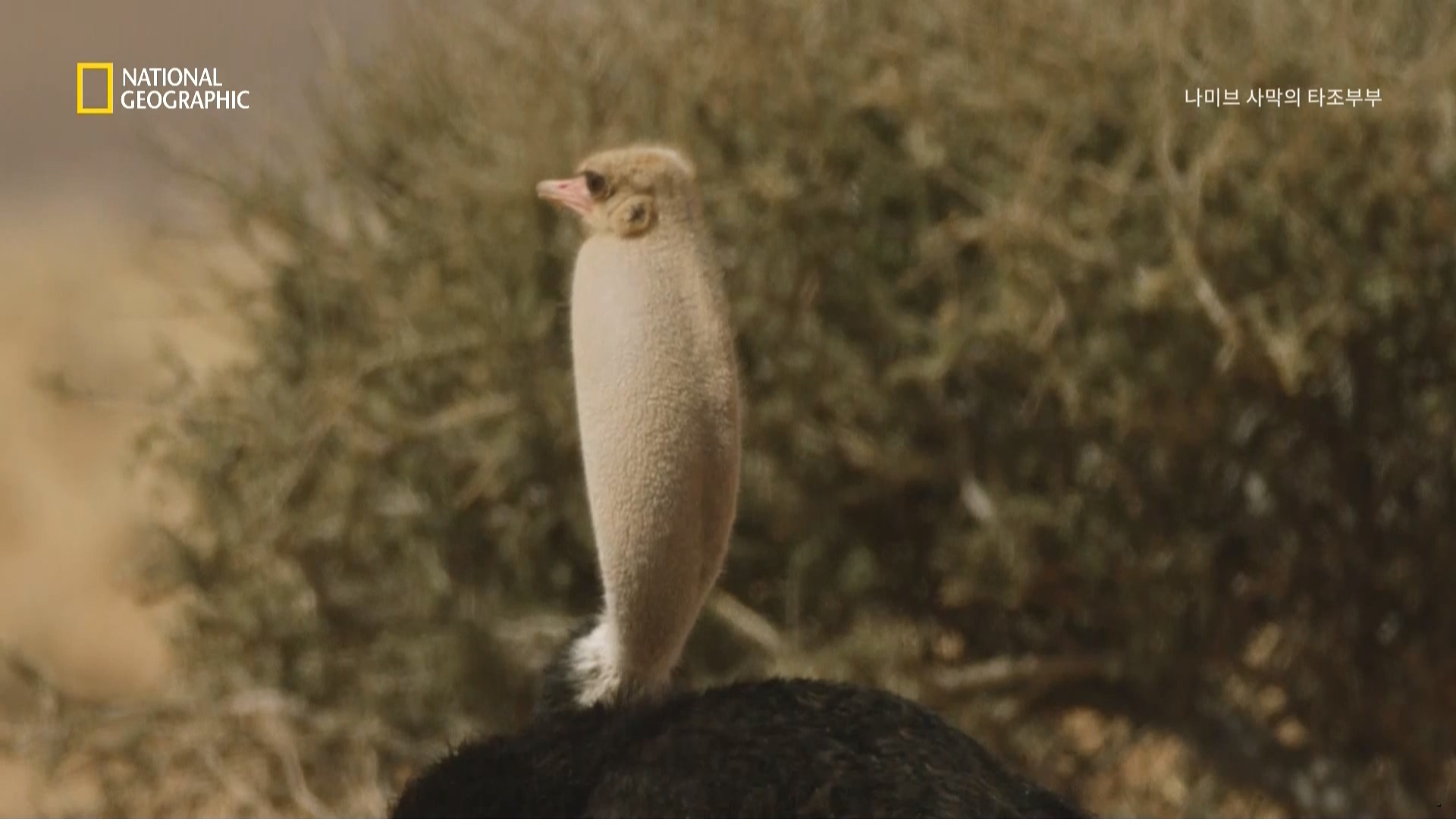 내셔널지오그래픽, 나미므 사막의 타조부부 저장 - 파일썬