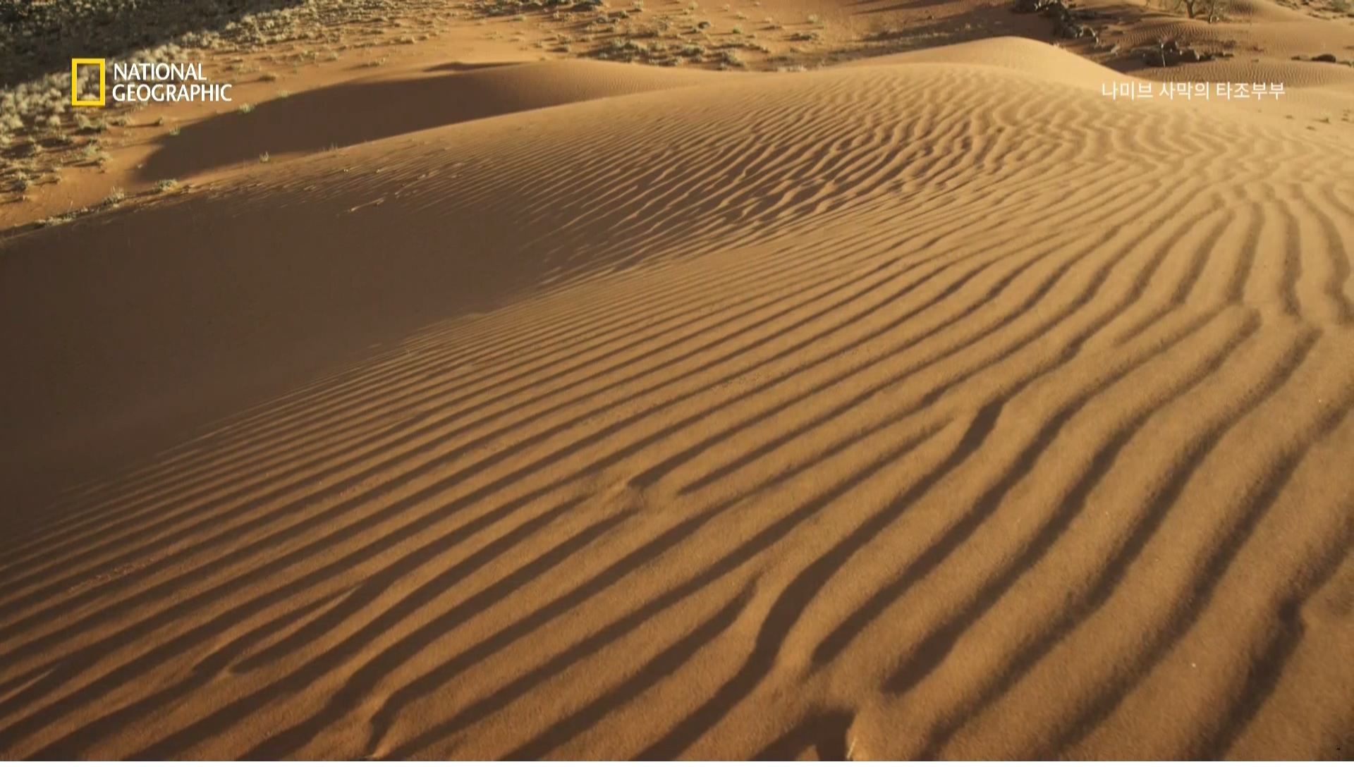 내셔널지오그래픽, 나미므 사막의 타조부부 저장 - 파일썬