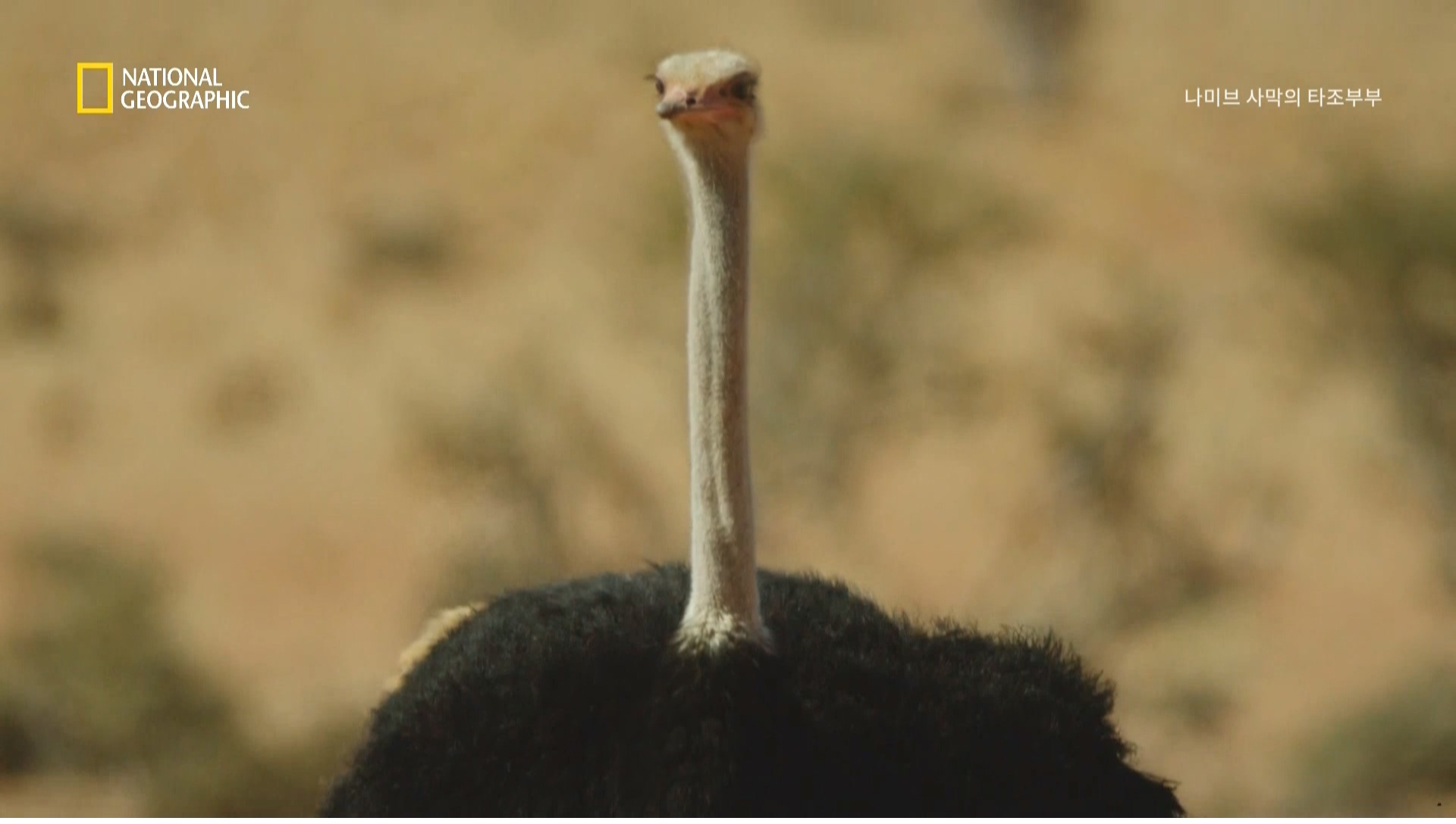 내셔널지오그래픽, 나미므 사막의 타조부부 저장 - 파일썬