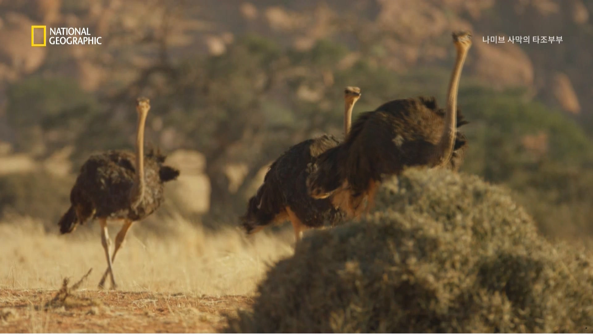 내셔널지오그래픽, 나미므 사막의 타조부부 저장 - 파일썬
