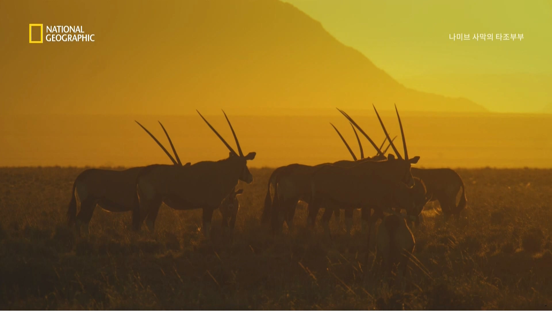내셔널지오그래픽, 나미므 사막의 타조부부 저장 - 파일썬