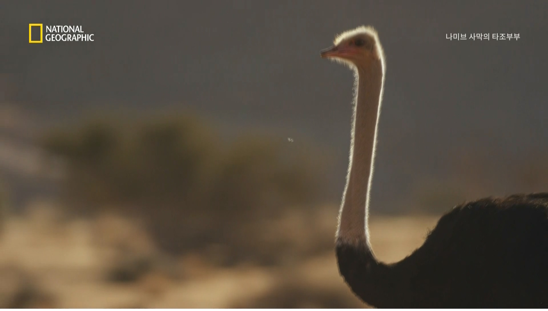 내셔널지오그래픽, 나미므 사막의 타조부부 다운로드 - 파일썬
