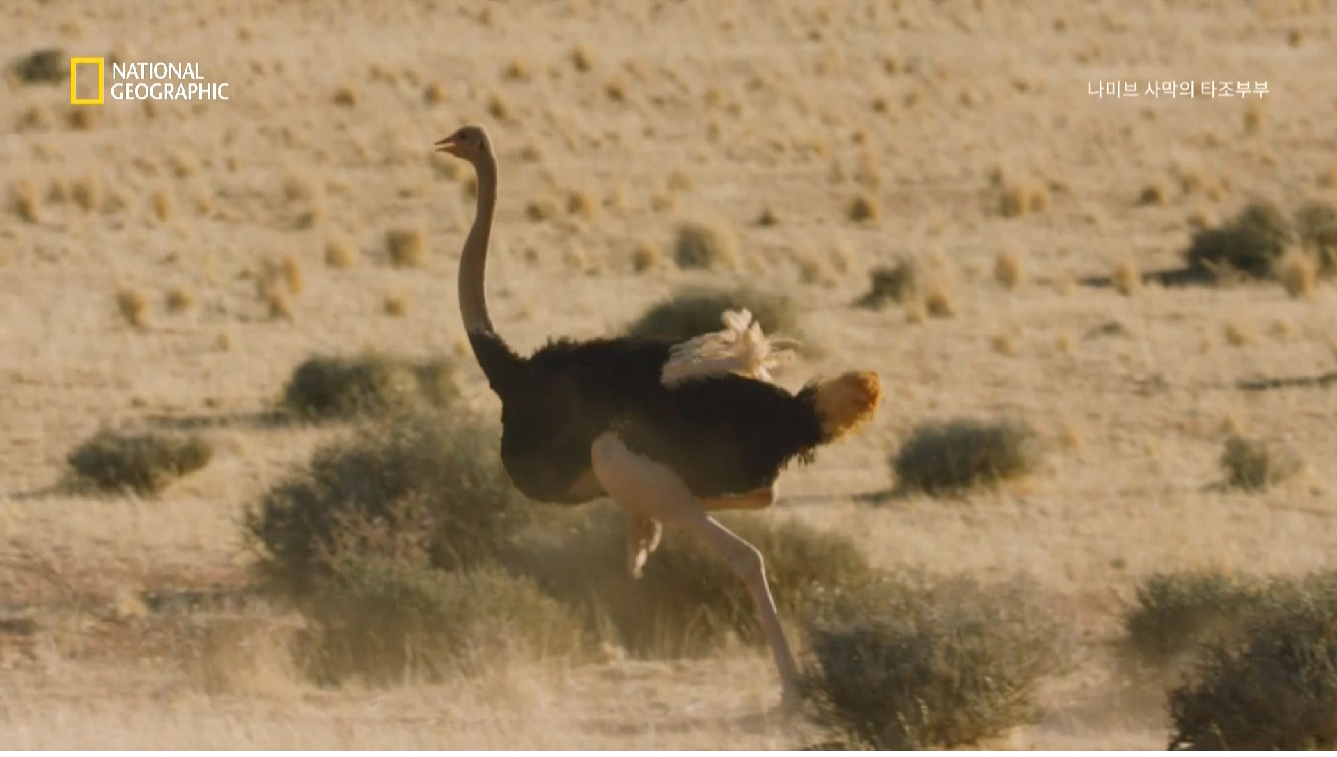내셔널지오그래픽, 나미므 사막의 타조부부 저장 - 파일썬