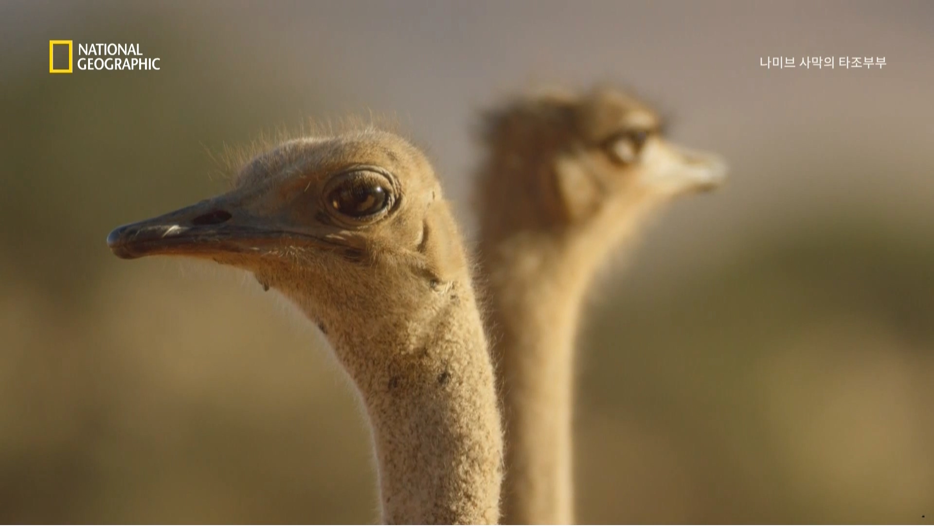 내셔널지오그래픽, 나미므 사막의 타조부부 저장 - 파일썬