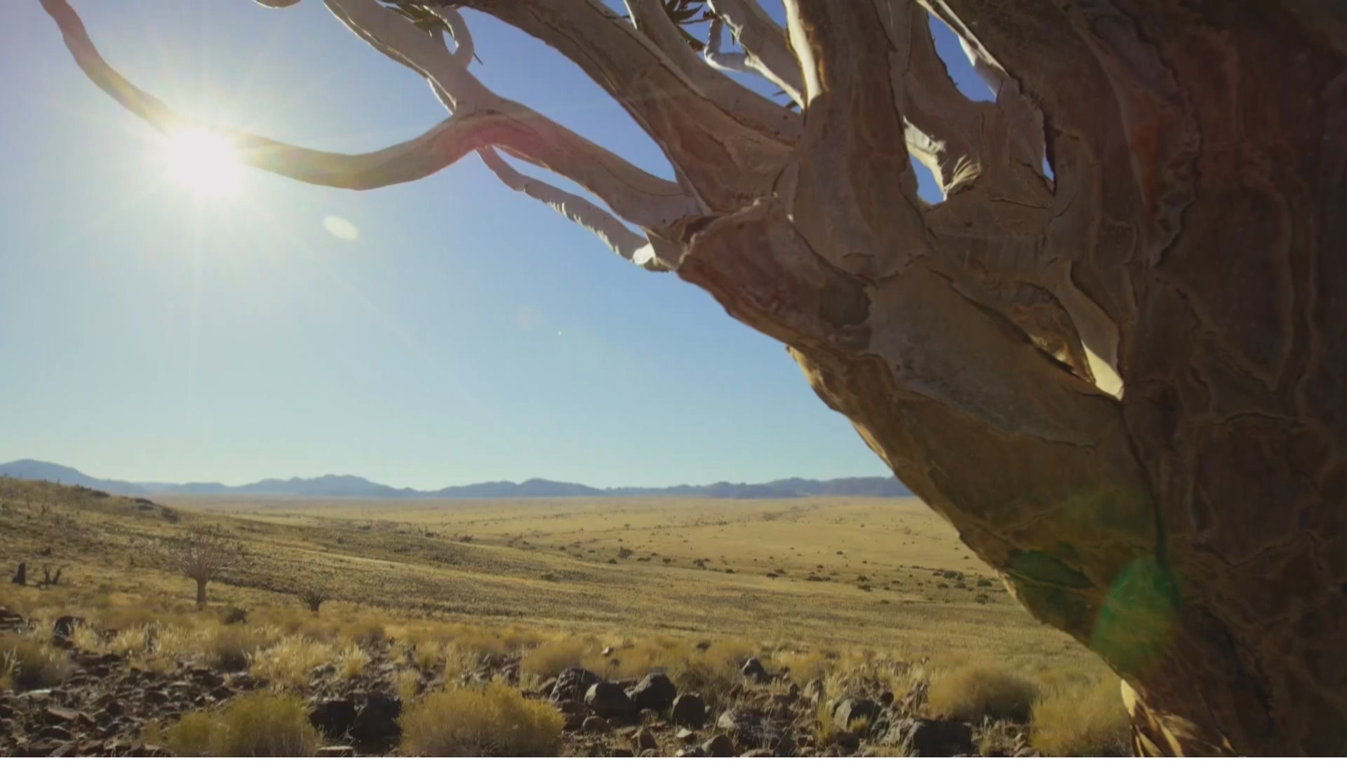 내셔널지오그래픽, 나미므 사막의 타조부부 저장 - 파일썬