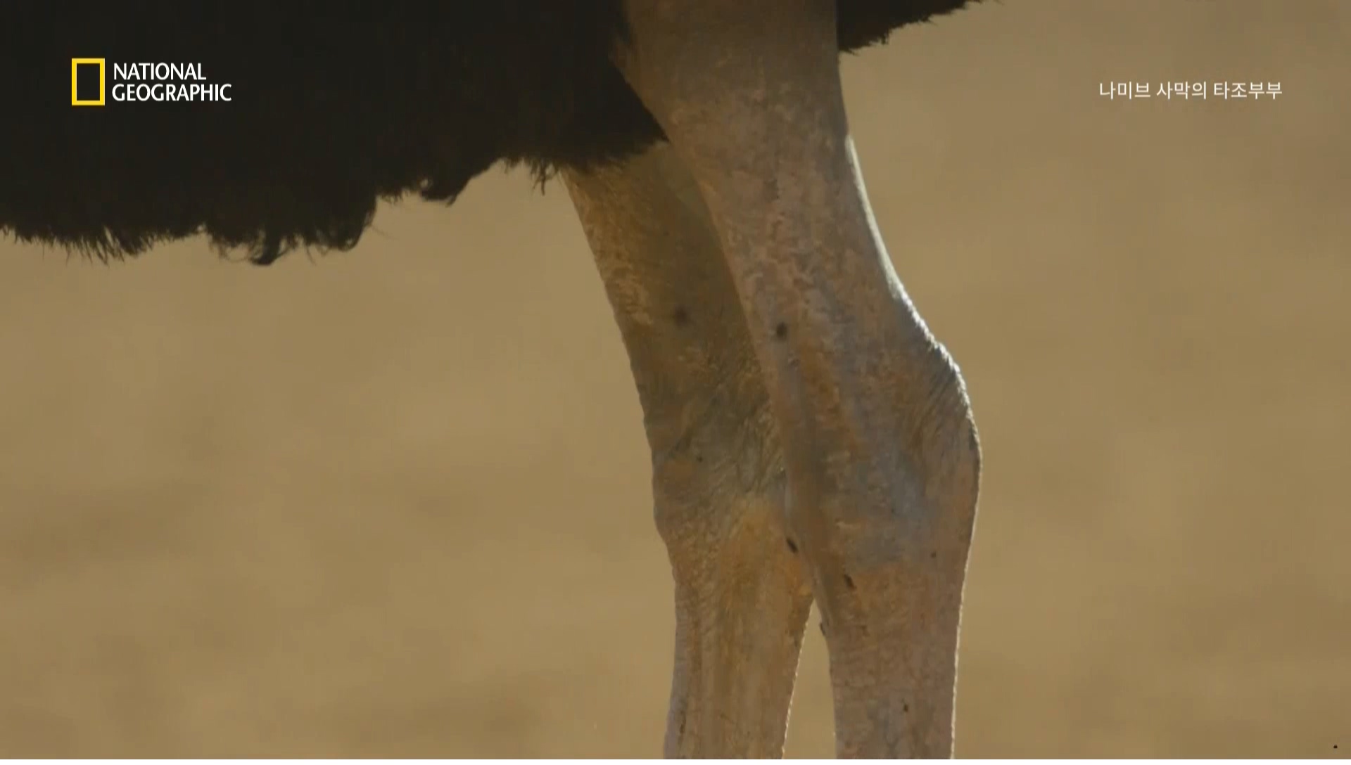 내셔널지오그래픽, 나미므 사막의 타조부부 저장 - 파일썬