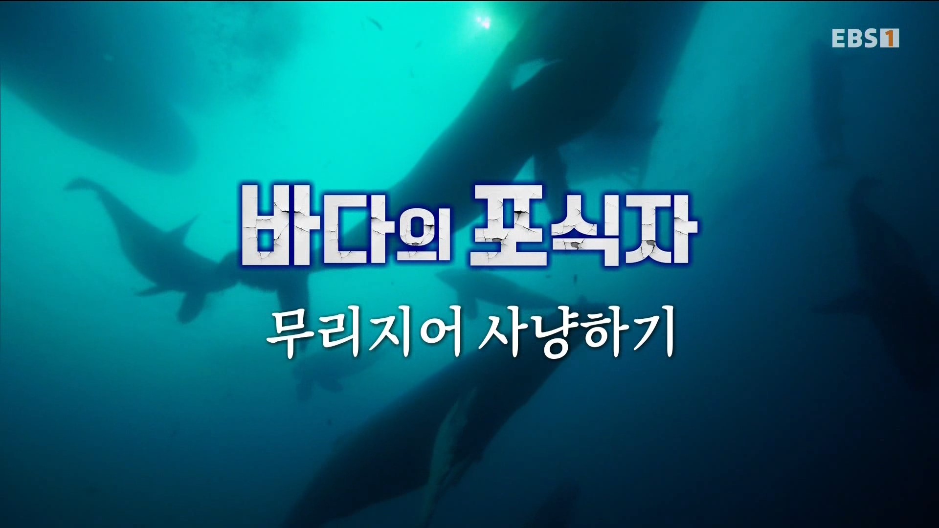 [자연 다큐] 바다의 포식자 무리지어 사냥하기 저장 파일썬